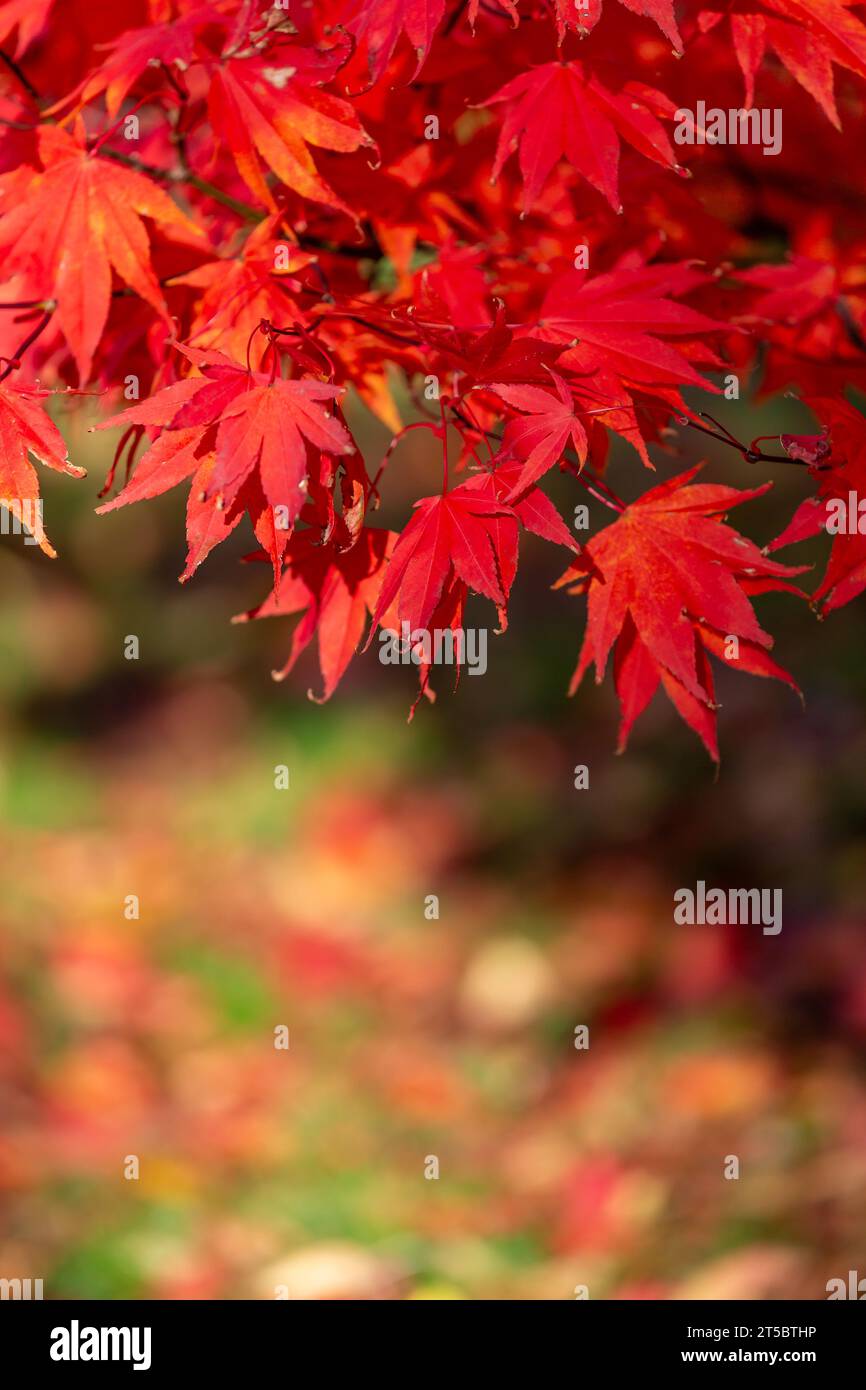 Blurry view autumn maple hi-res stock photography and images - Alamy