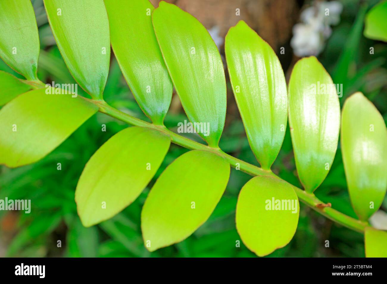 Grain planting leaves hi-res stock photography and images - Alamy
