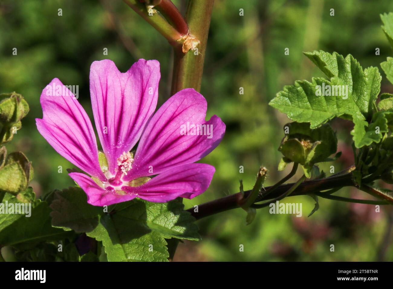Common mallow (Malva sylvestnis Stock Photo - Alamy