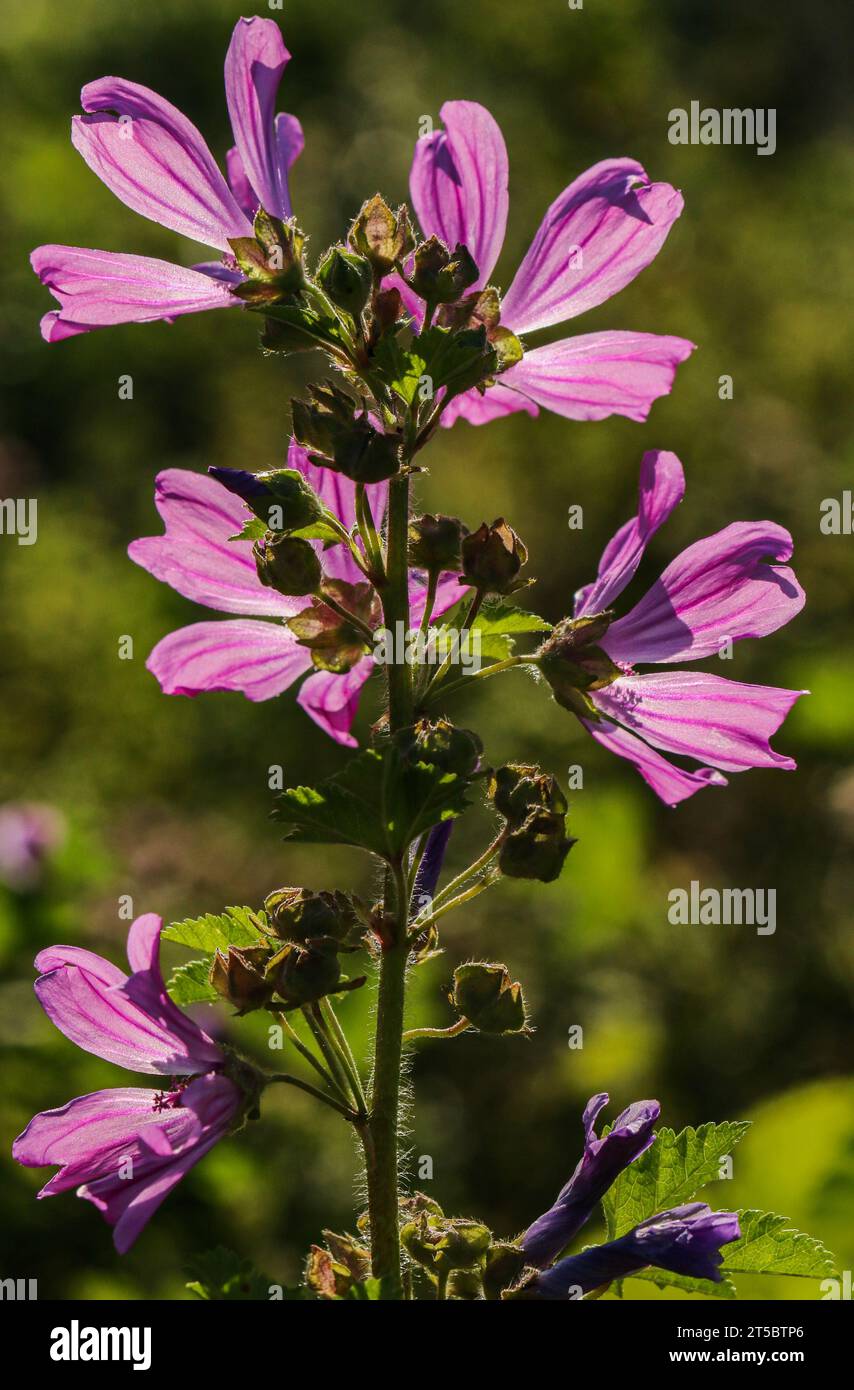 Common mallow (Malva sylvestnis Stock Photo - Alamy