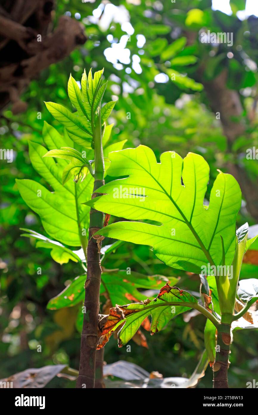 breadfruit tree in a park Stock Photo - Alamy