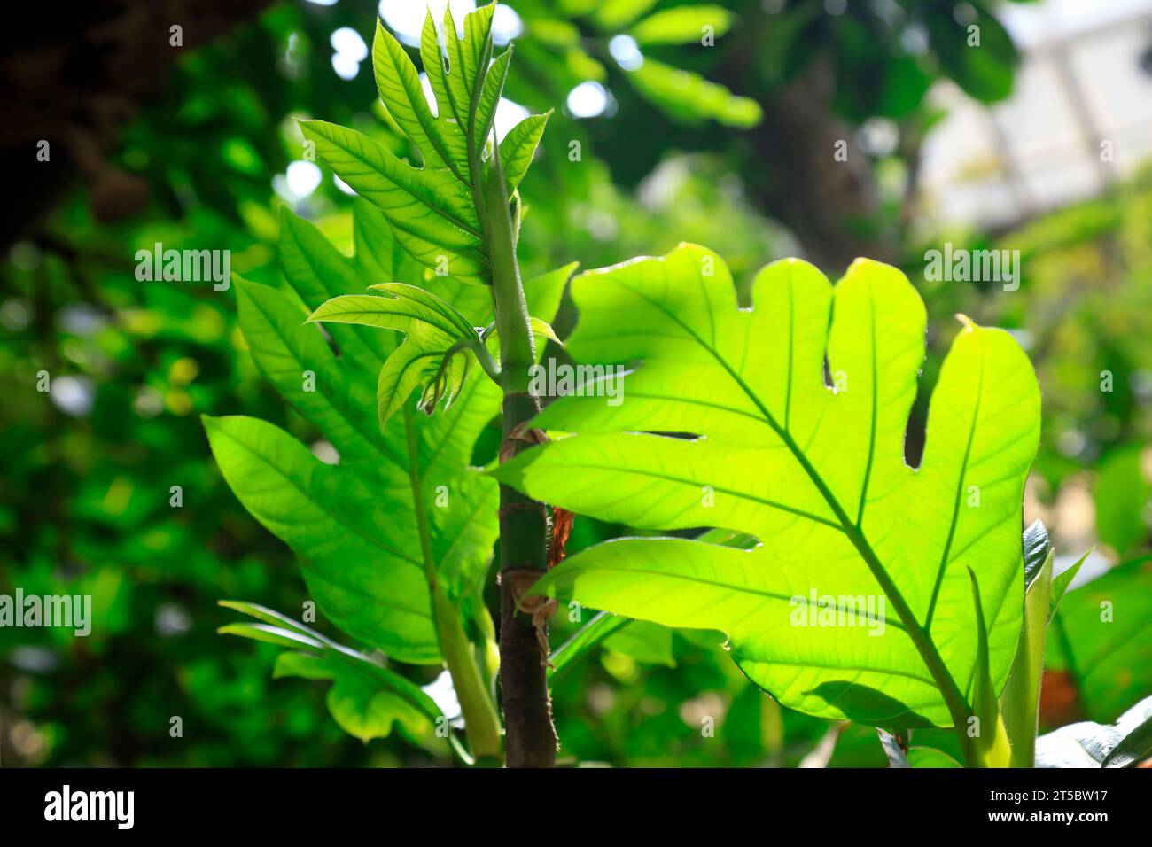 breadfruit tree in a park Stock Photo - Alamy