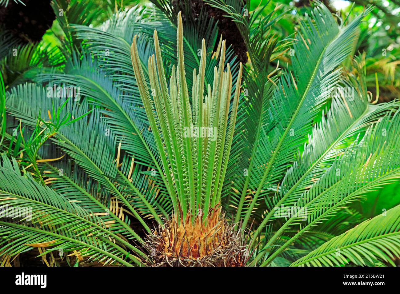 Sago cycas hi-res stock photography and images - Alamy