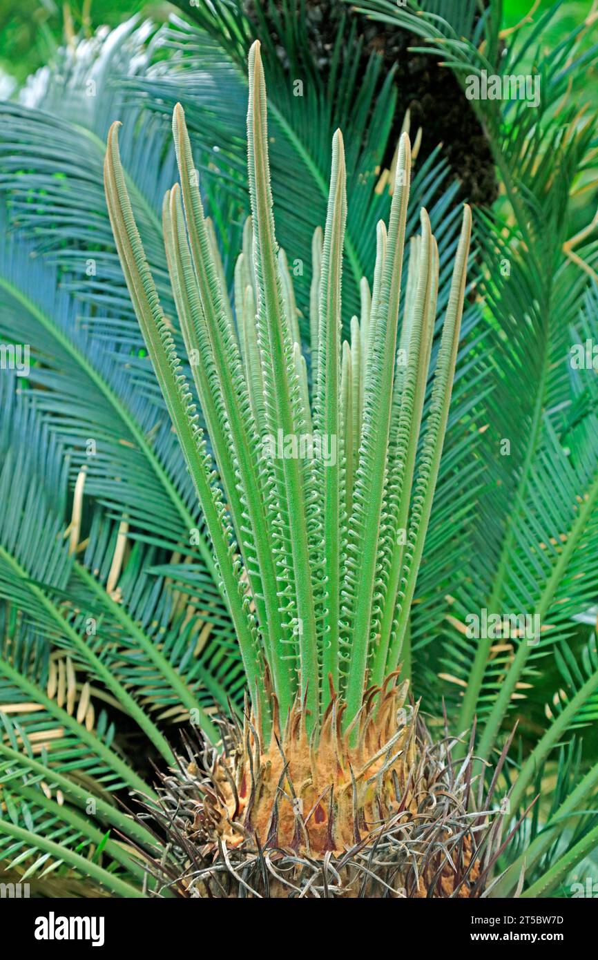 Sago cycas hi-res stock photography and images - Alamy
