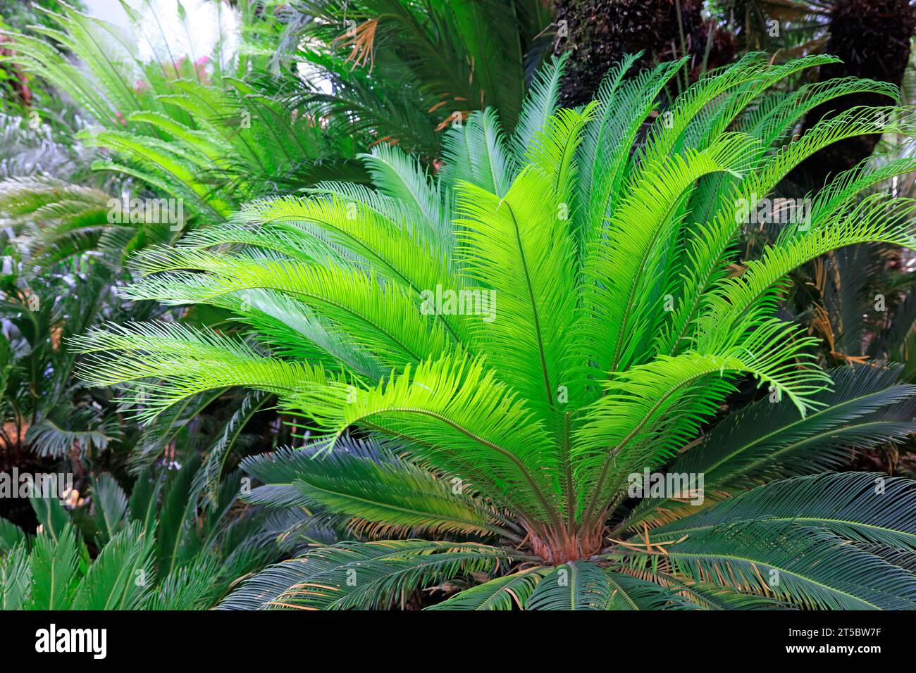 Sago Cycas Bud Stock Photo - Alamy