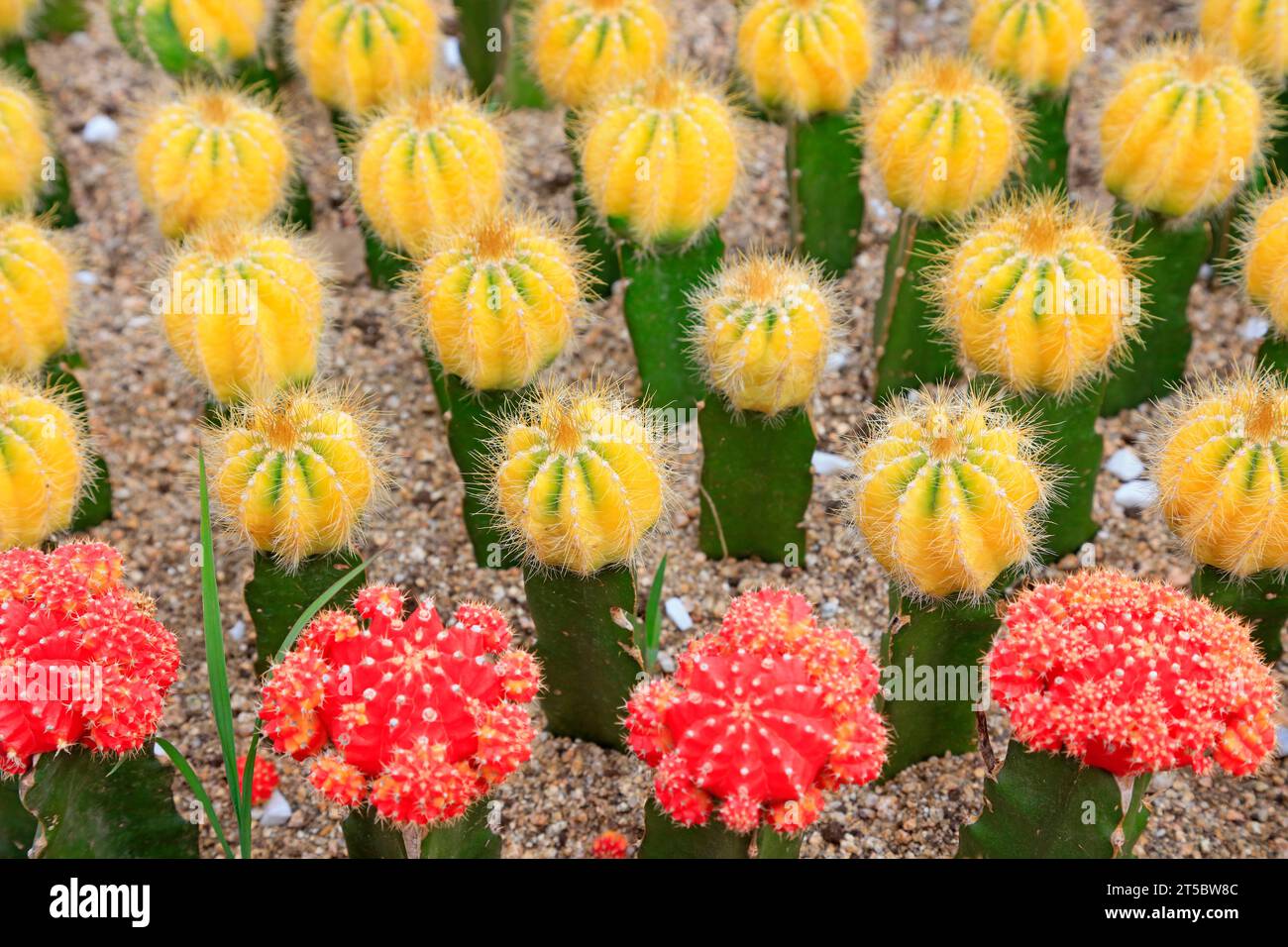 Cactus botany in a park Stock Photo - Alamy