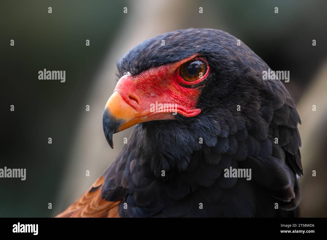 Bateleur - Terathopius ecaudatus, portrait of beautiful colored bird of ...