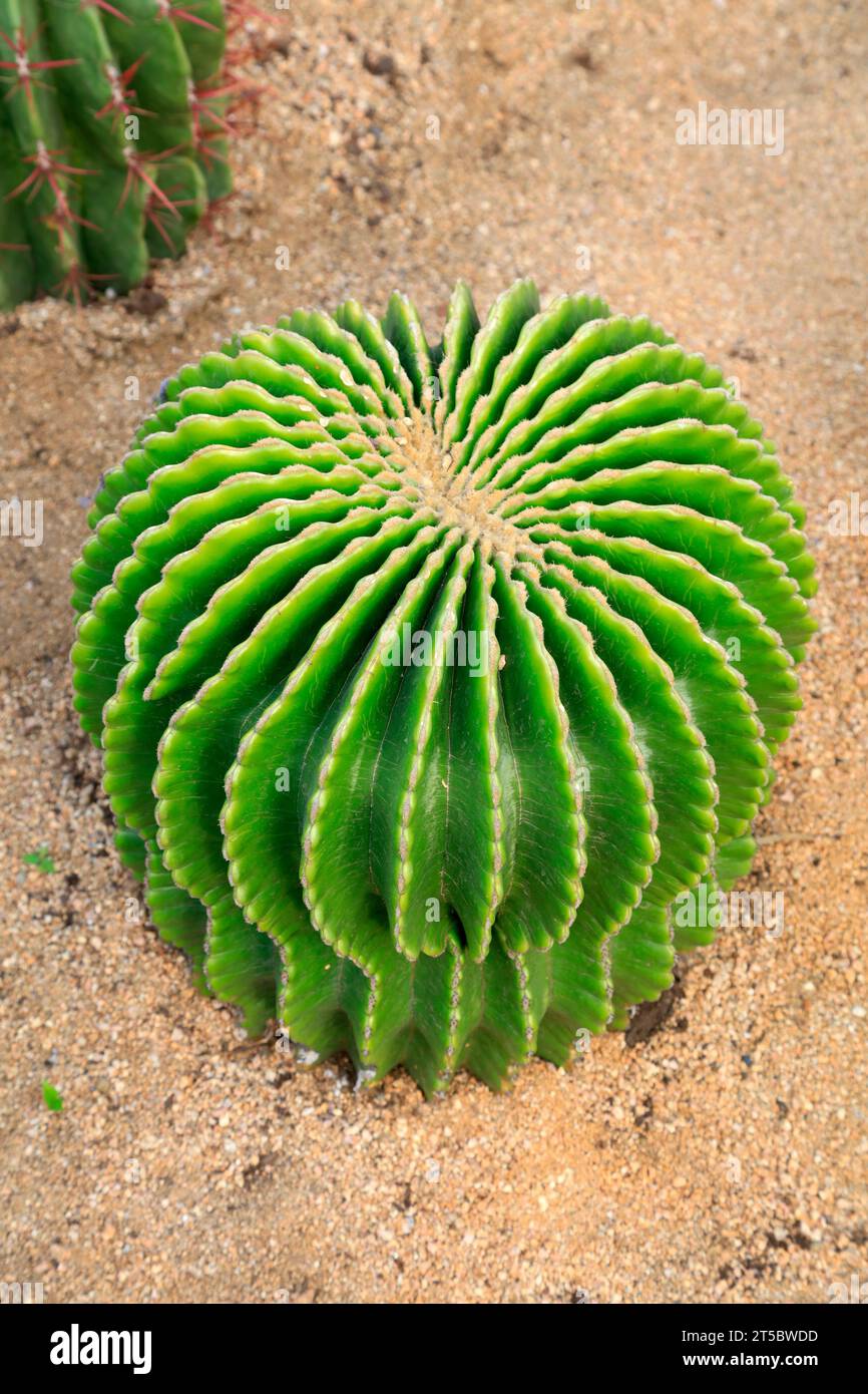 Echinocactusgrusonii hi-res stock photography and images - Alamy