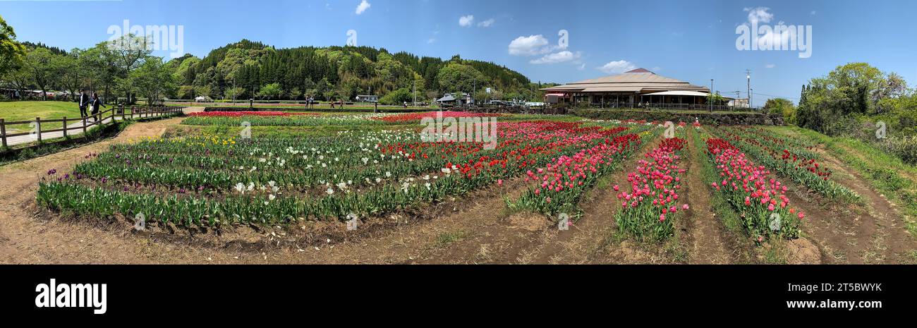 Japan, Kyushu. Field of Tulips at Harajiri Falls Stock Photo - Alamy