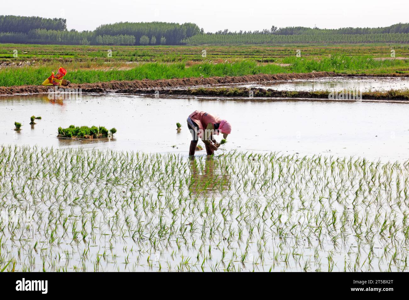 Rice transplanting farmers in the paddy field Stock Photo - Alamy
