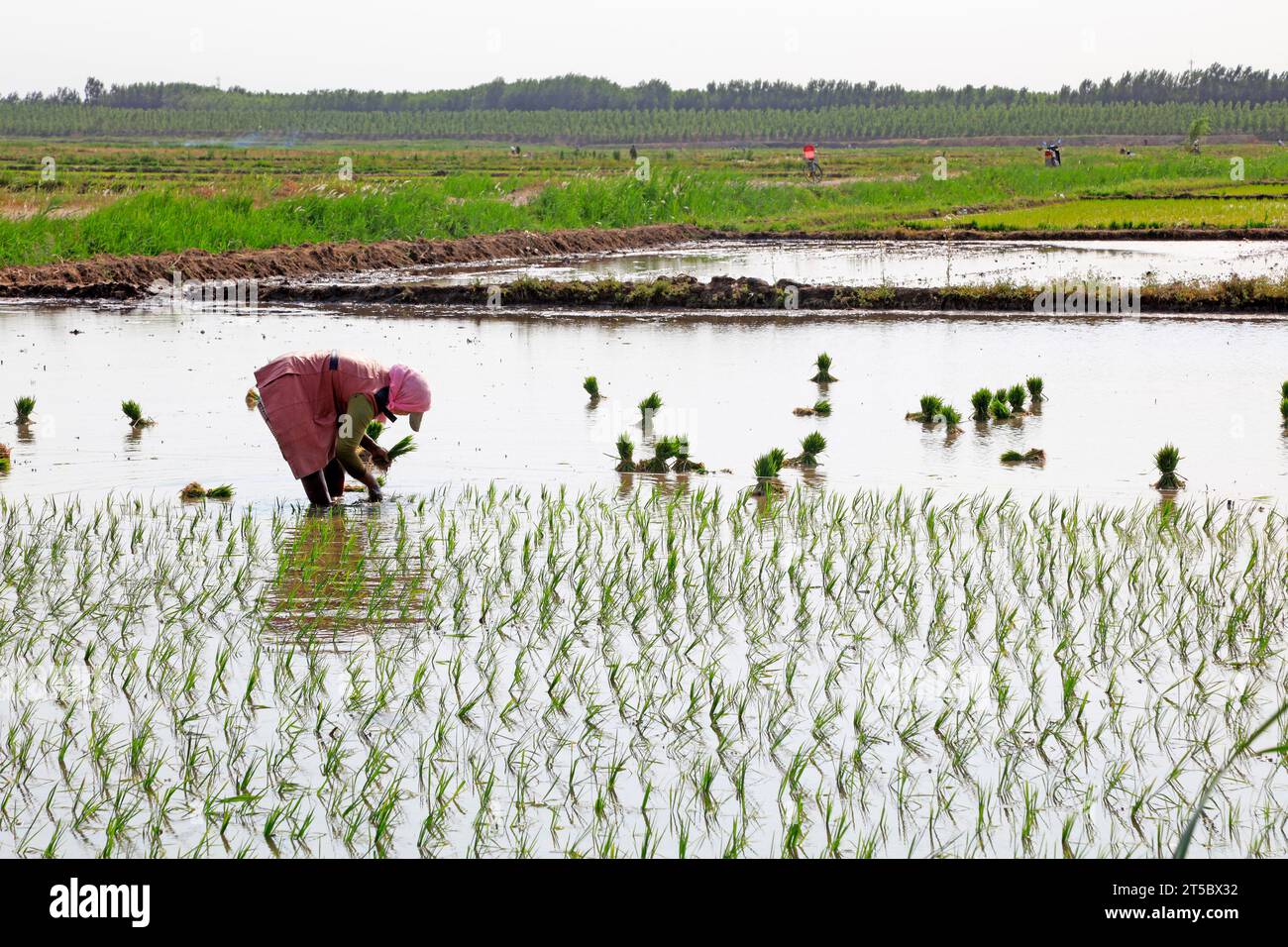 Rice transplanting farmers in the paddy field Stock Photo - Alamy