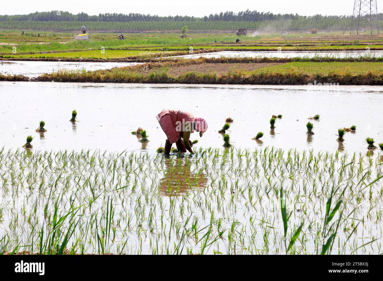Transplanting rice plants hi-res stock photography and images - Alamy