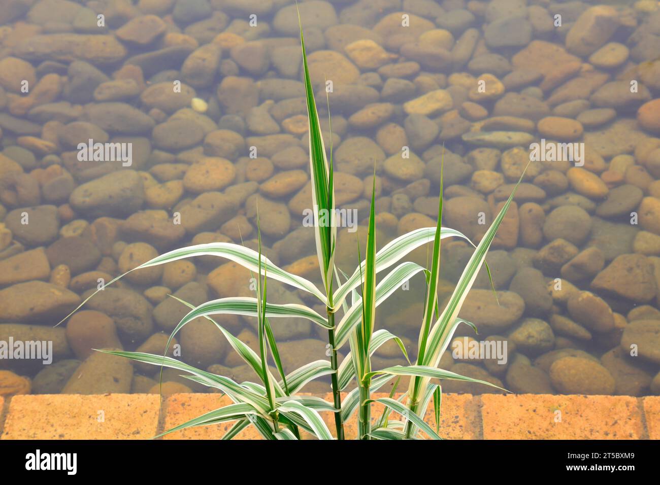 Waterside plants in a park Stock Photo - Alamy