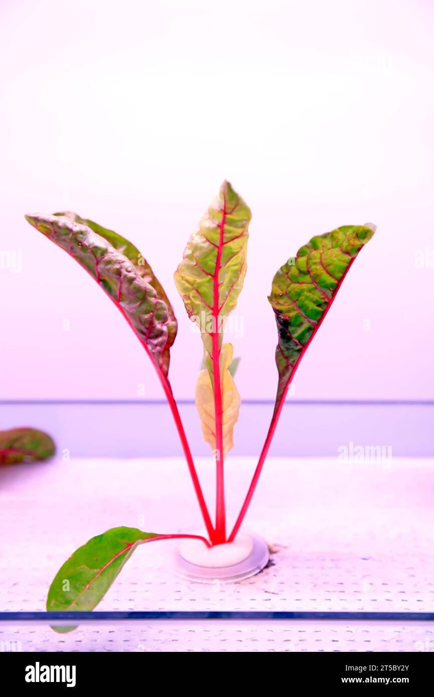 Plant red leaf beets without soil cultivation Stock Photo - Alamy