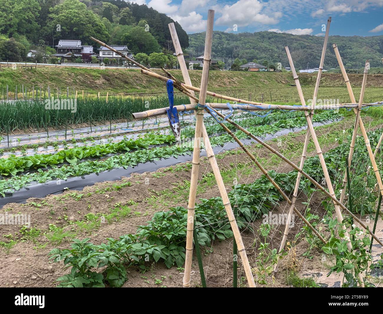 Japan, Kyushu, A Farmer's Vegetable Plot near Bungo-takada Stock Photo ...