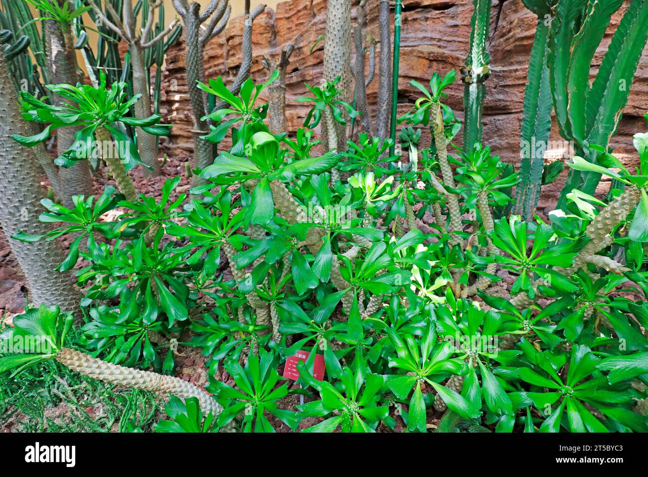 Euphorbia Plants in the botanical garden Stock Photo - Alamy