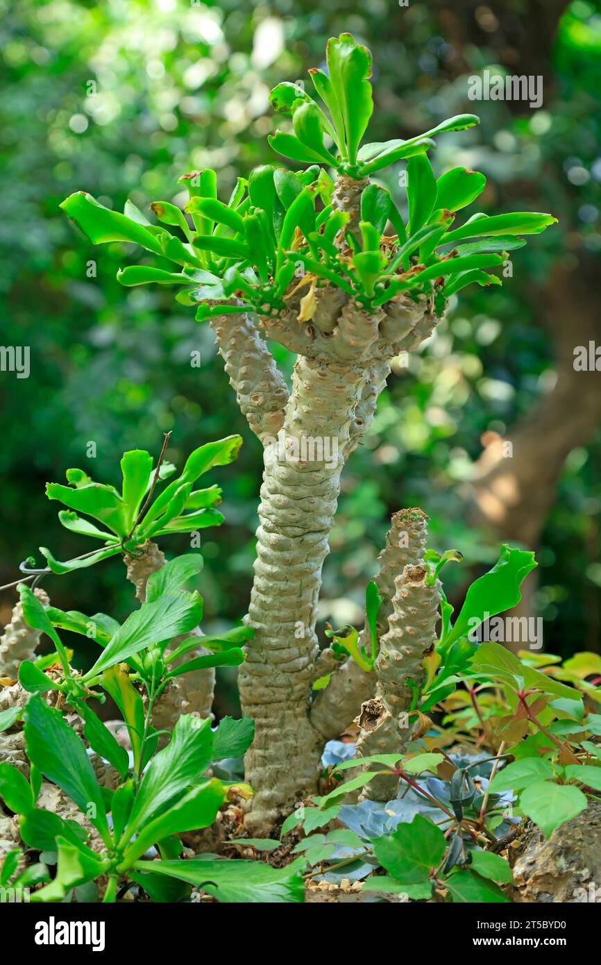 Euphorbia Plants in the botanical garden Stock Photo - Alamy