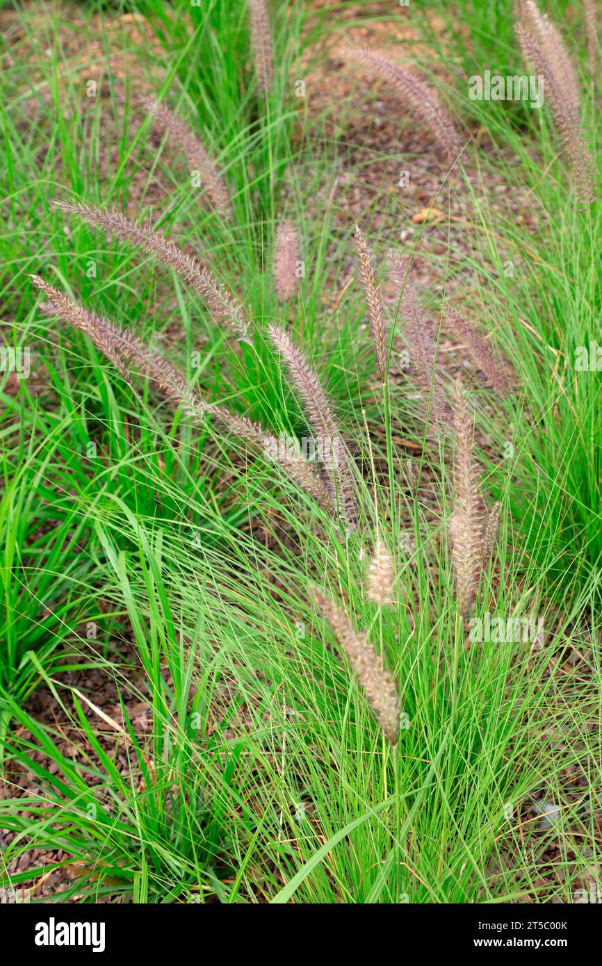 Gramineous plants hi-res stock photography and images - Alamy