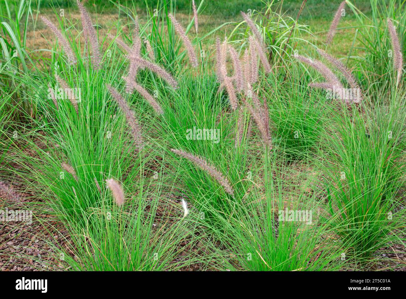 Gramineous plants hi-res stock photography and images - Alamy
