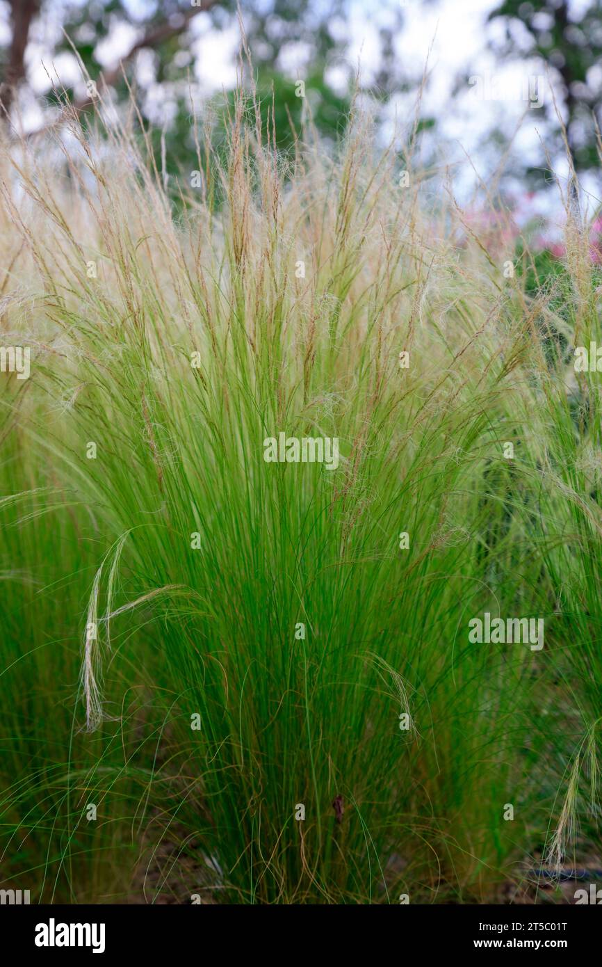Gramineous plants hi-res stock photography and images - Alamy
