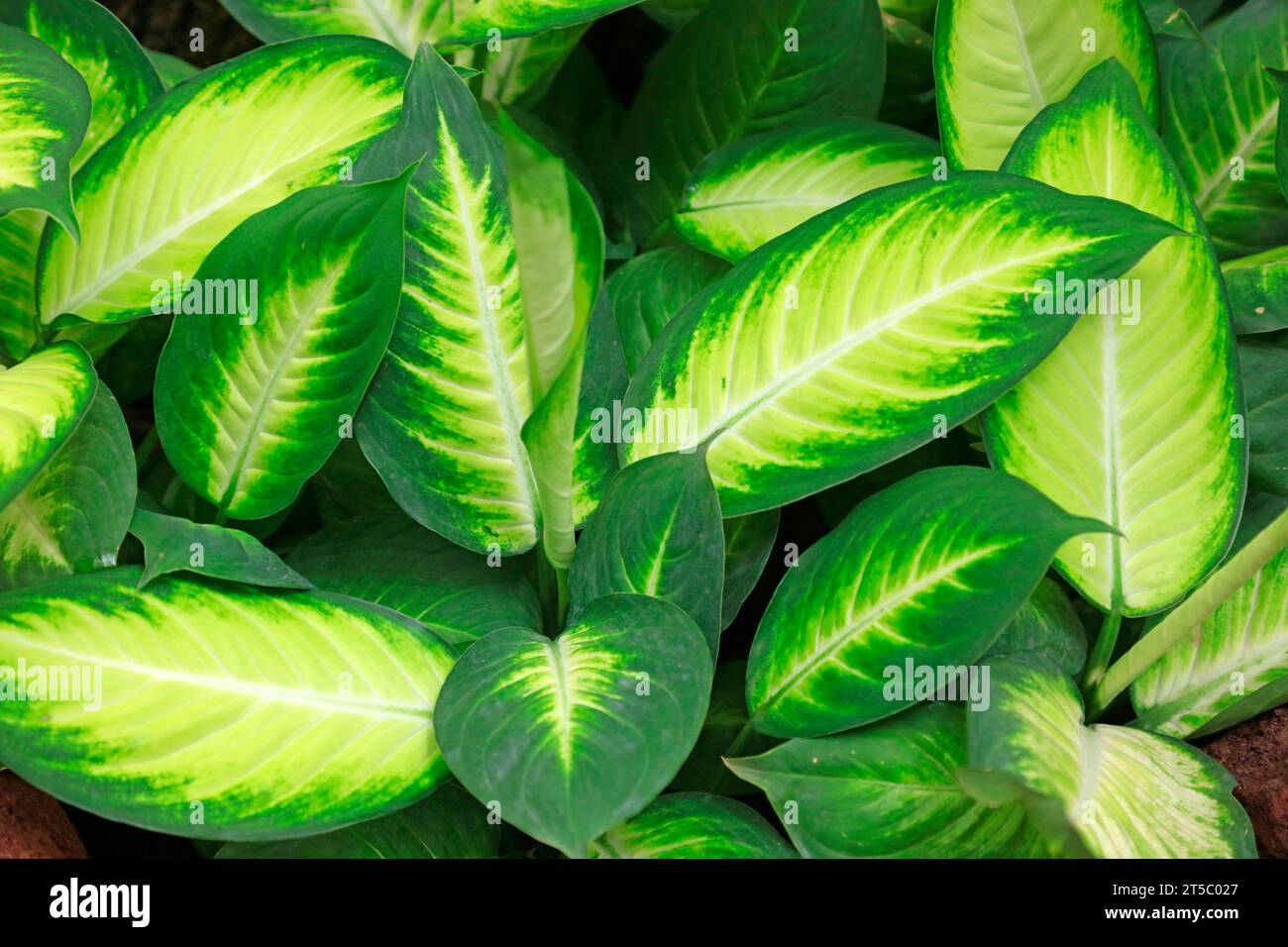 Evergreen Zinfandel in the botanical garden Stock Photo - Alamy