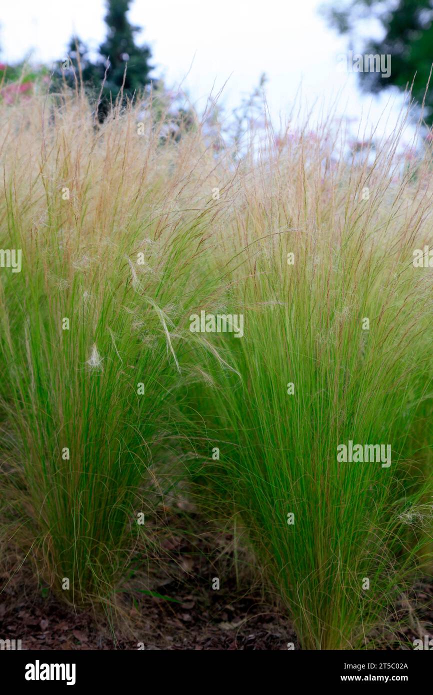 Gramineous plants hi-res stock photography and images - Alamy