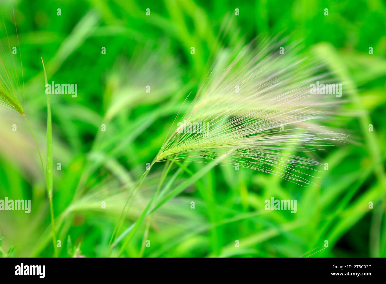 Gramineous plants hi-res stock photography and images - Alamy