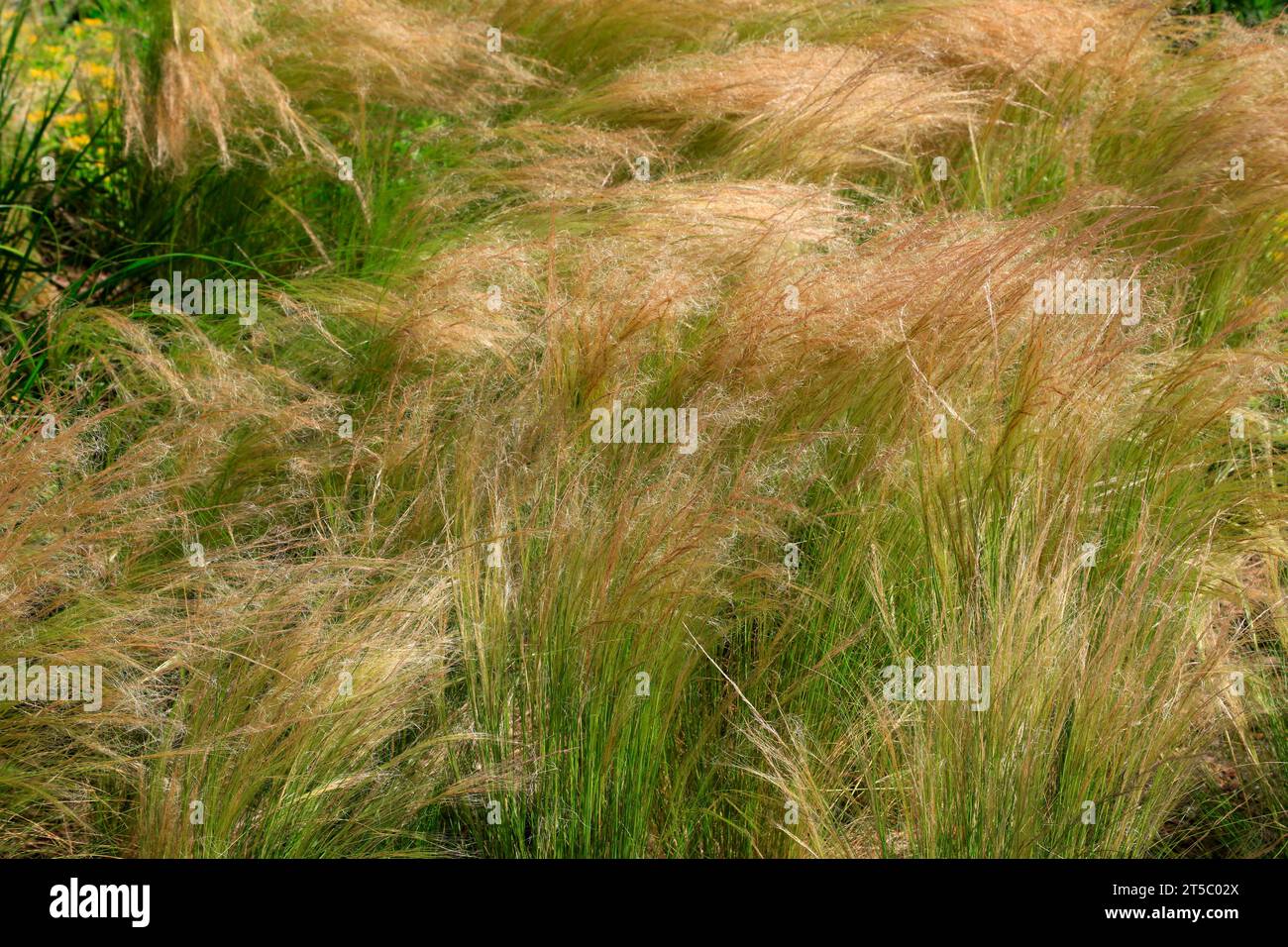 Gramineous plants hi-res stock photography and images - Alamy