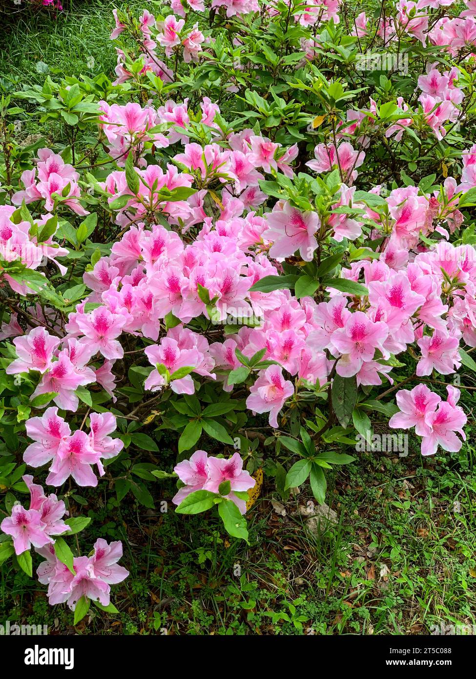 Azaleas hi-res stock photography and images - Alamy