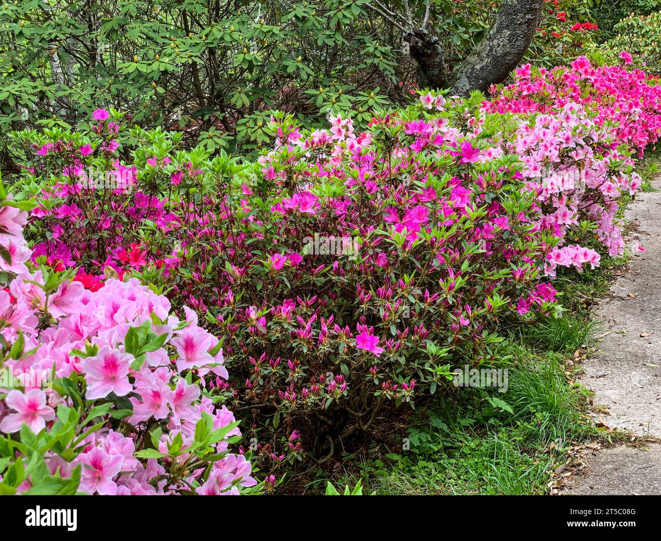Azaleas hi-res stock photography and images - Alamy