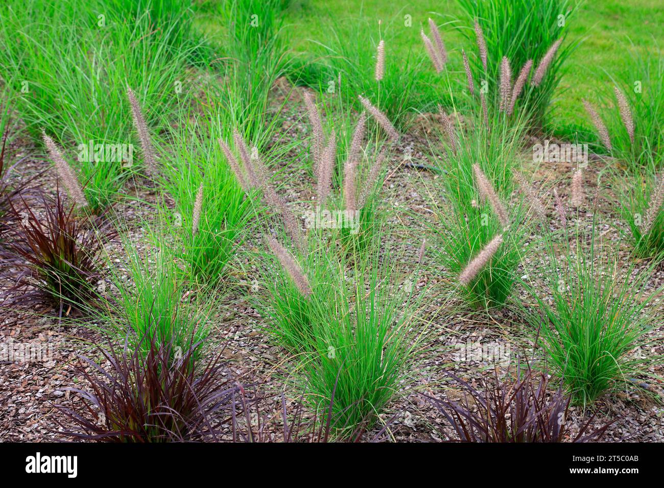 Gramineous plants hi-res stock photography and images - Alamy