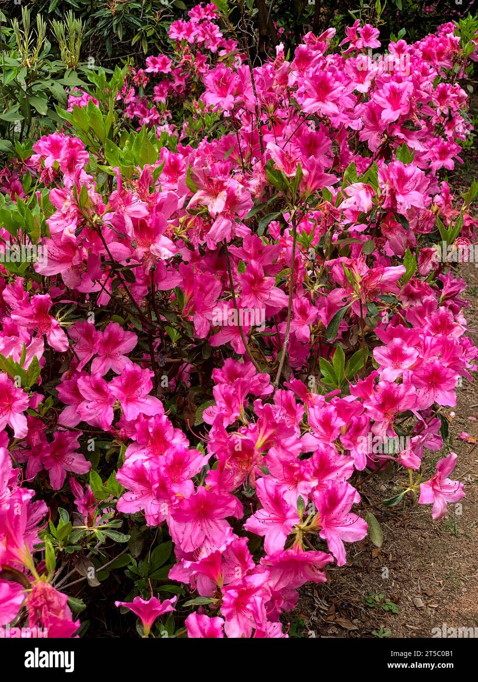 Japan, Kyushu. Azaleas en route to Choan-ji Buddhist Temple. Kunisaki ...