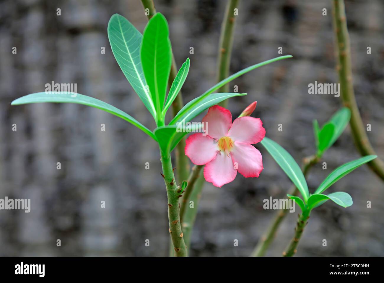 desert rose, plants of family oleander in botanical garden Stock Photo ...