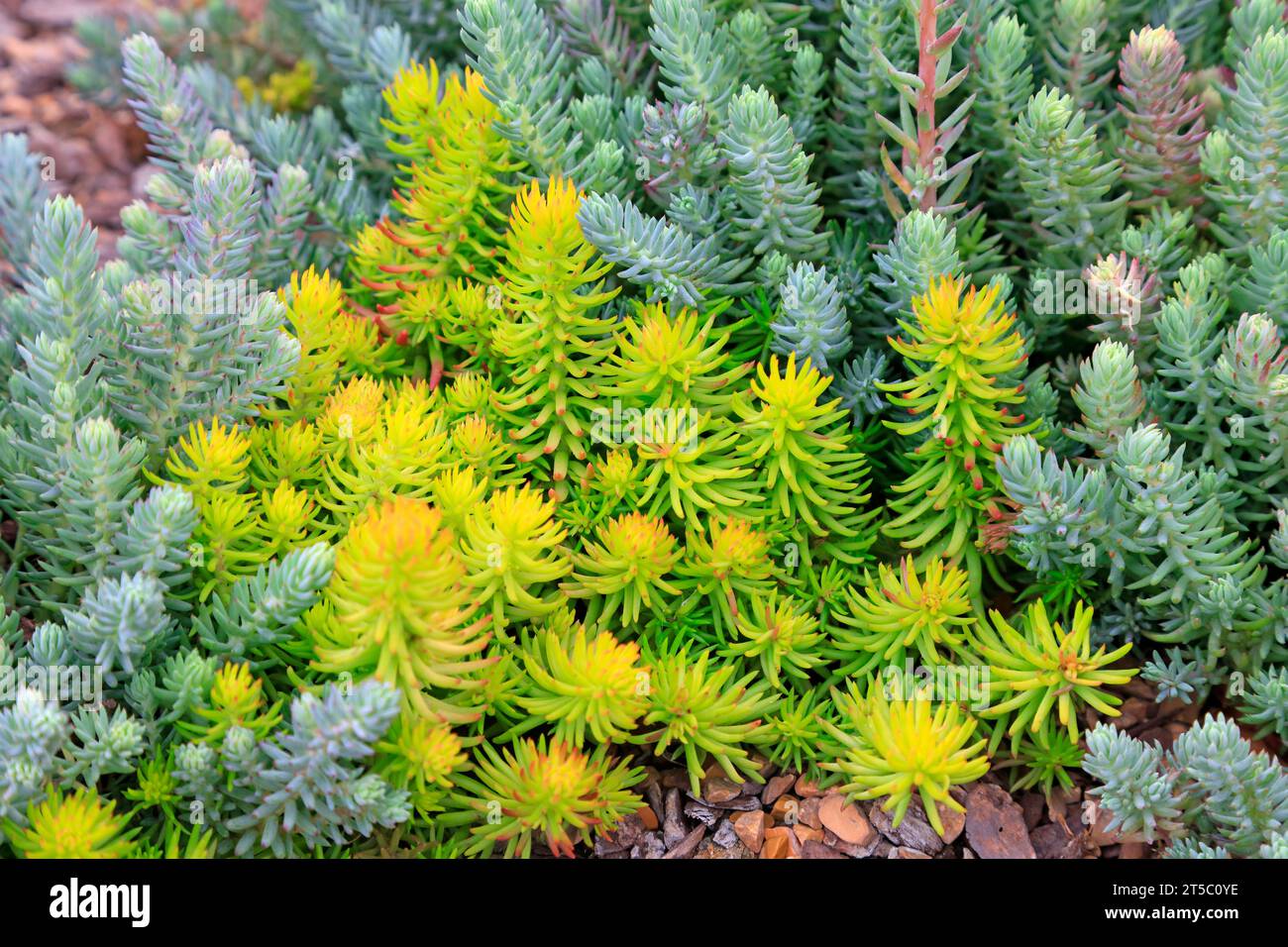 Crassulaceae plants in the botanical garden Stock Photo - Alamy