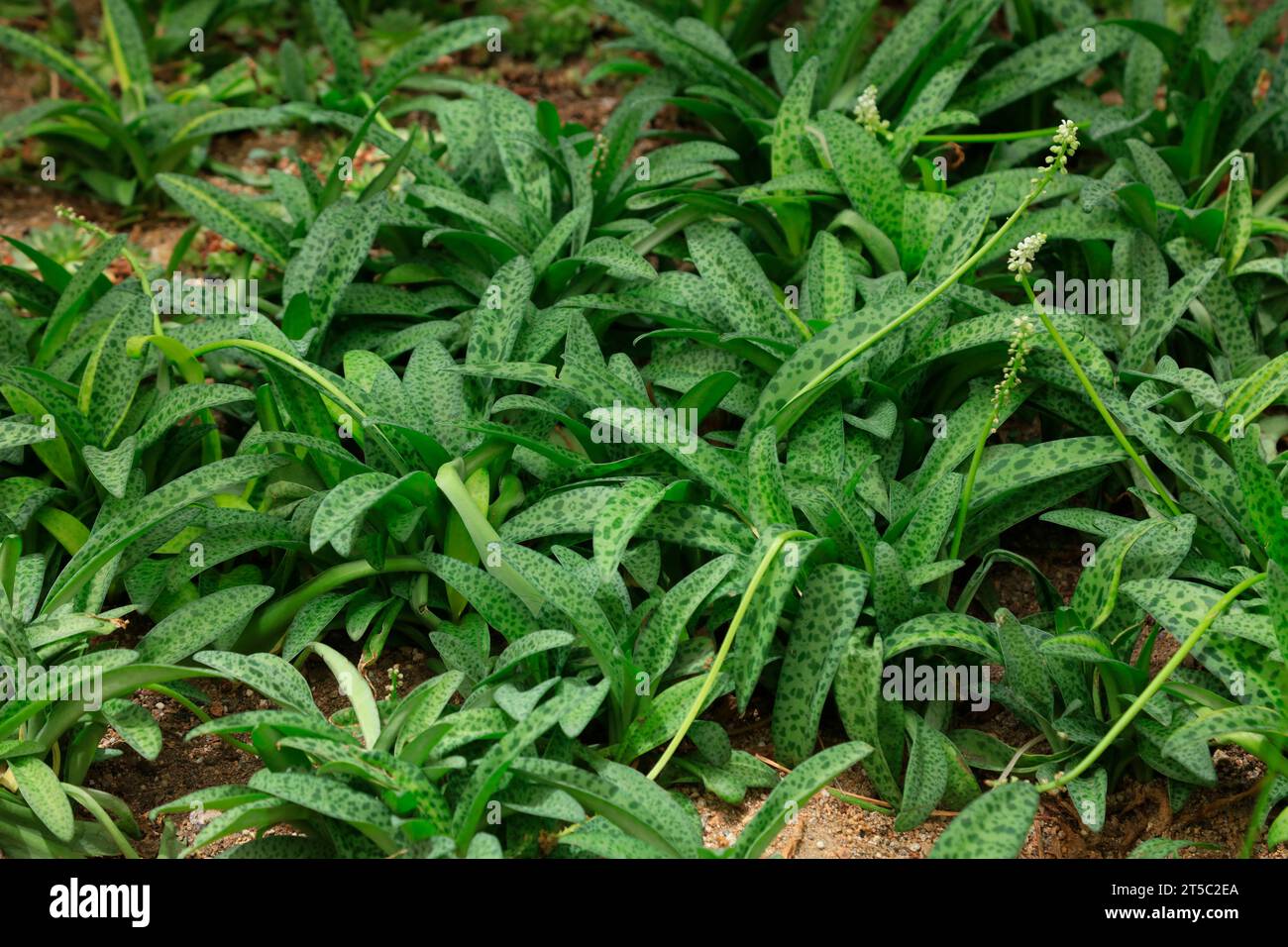 Dioscorea leaves hi-res stock photography and images - Alamy