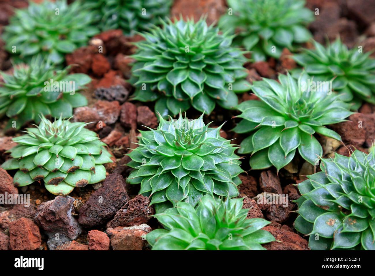 Houseleek flower hi-res stock photography and images - Alamy