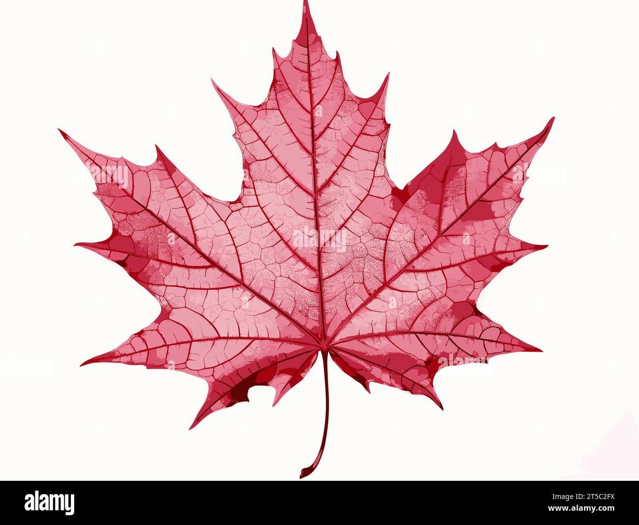 Drawing of Close-up of a perfect red maple leaf illustration separated ...