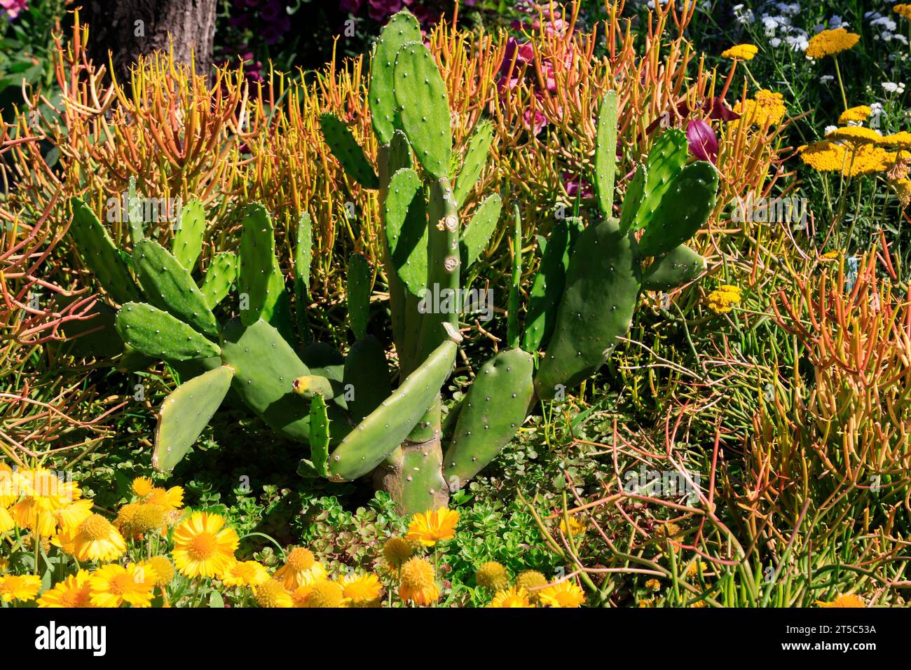 Cactus plants in the botanical garden Stock Photo - Alamy