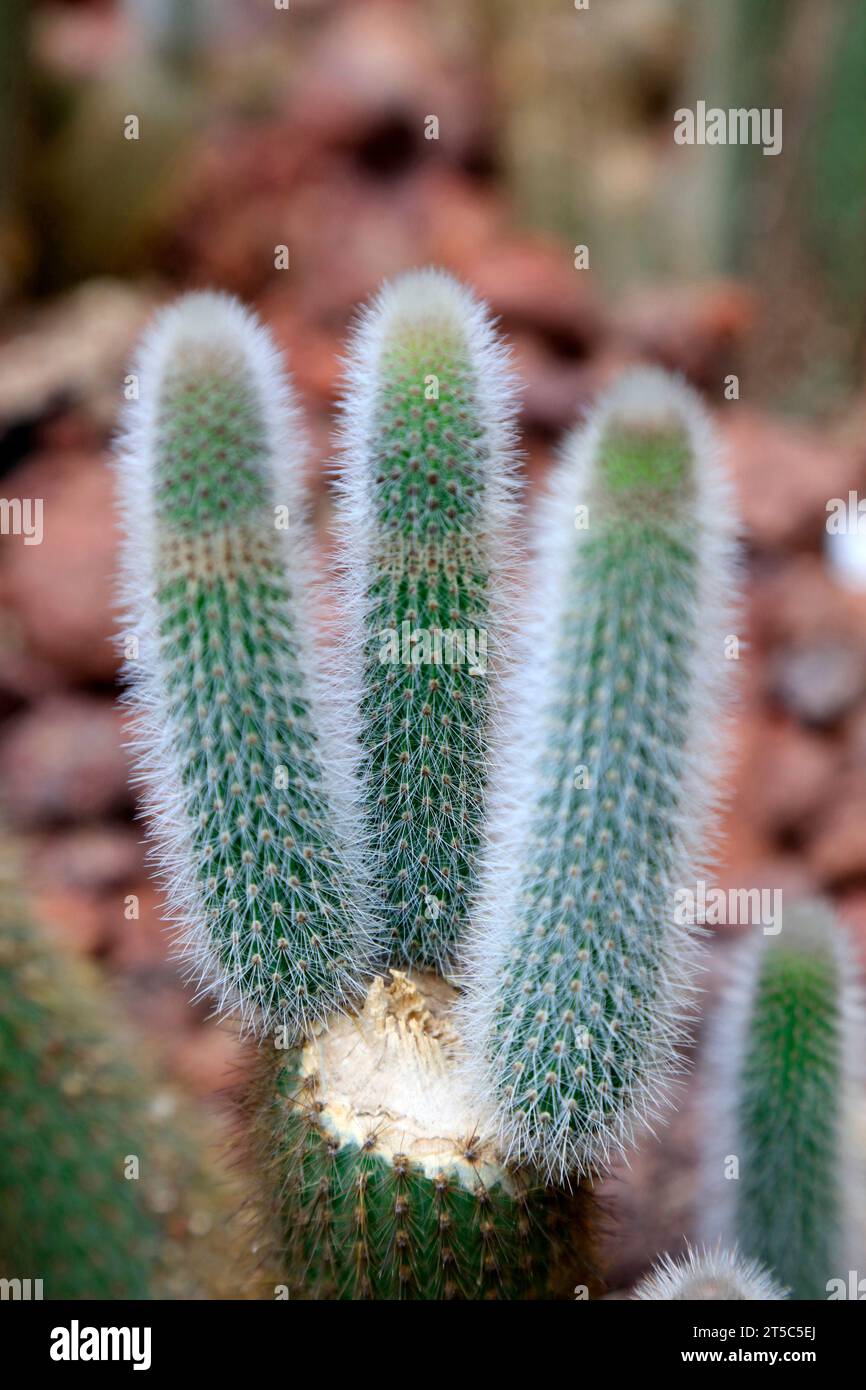 Cactus plants in the botanical garden Stock Photo - Alamy