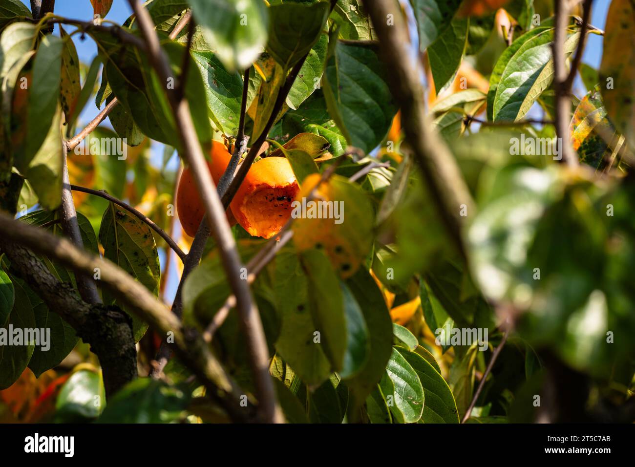 Ripe persimmon on a branch, nibbled by birds. Harvest in the garden ...
