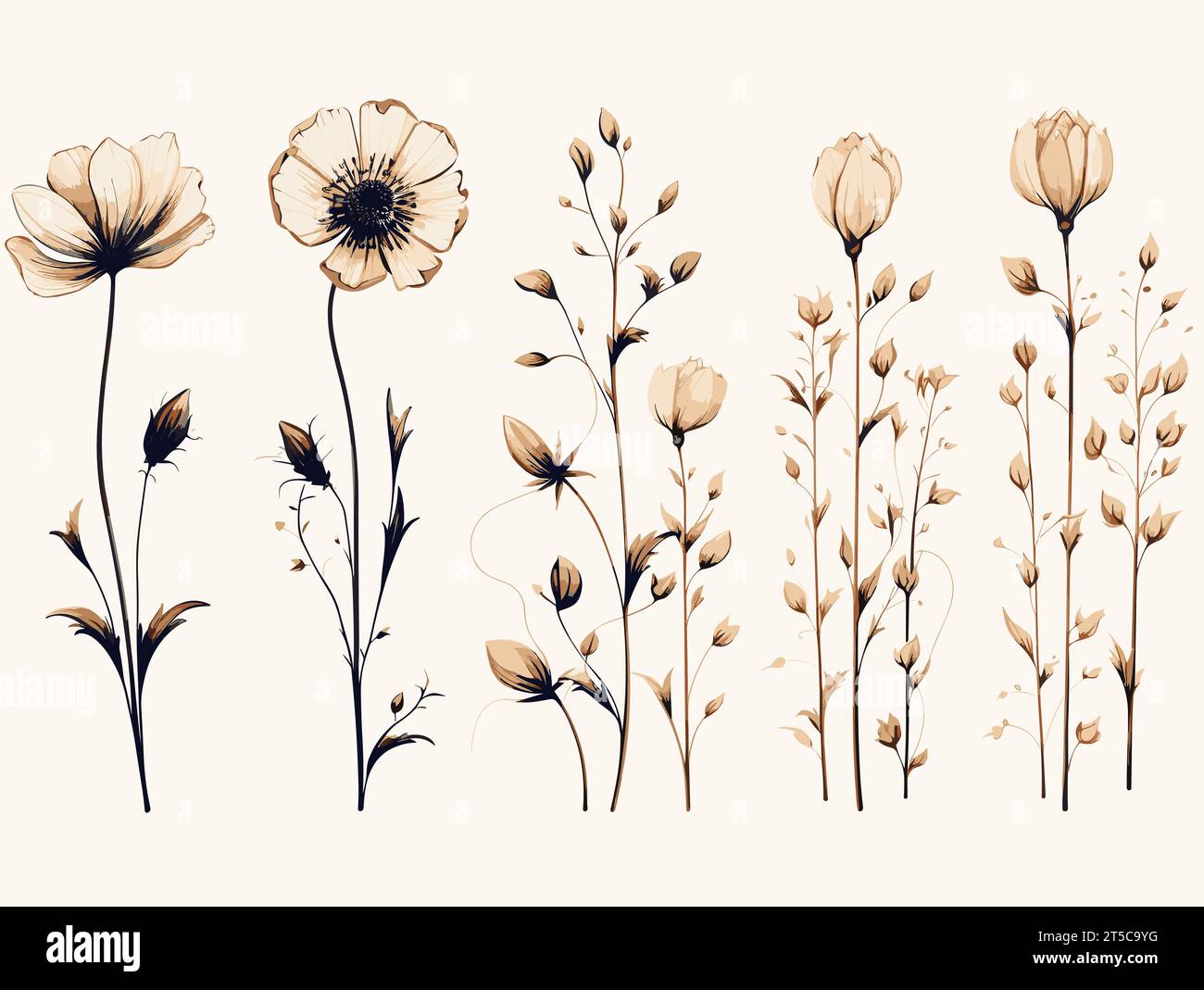 Drawing of Flower growing stages illustration separated, sweeping ...