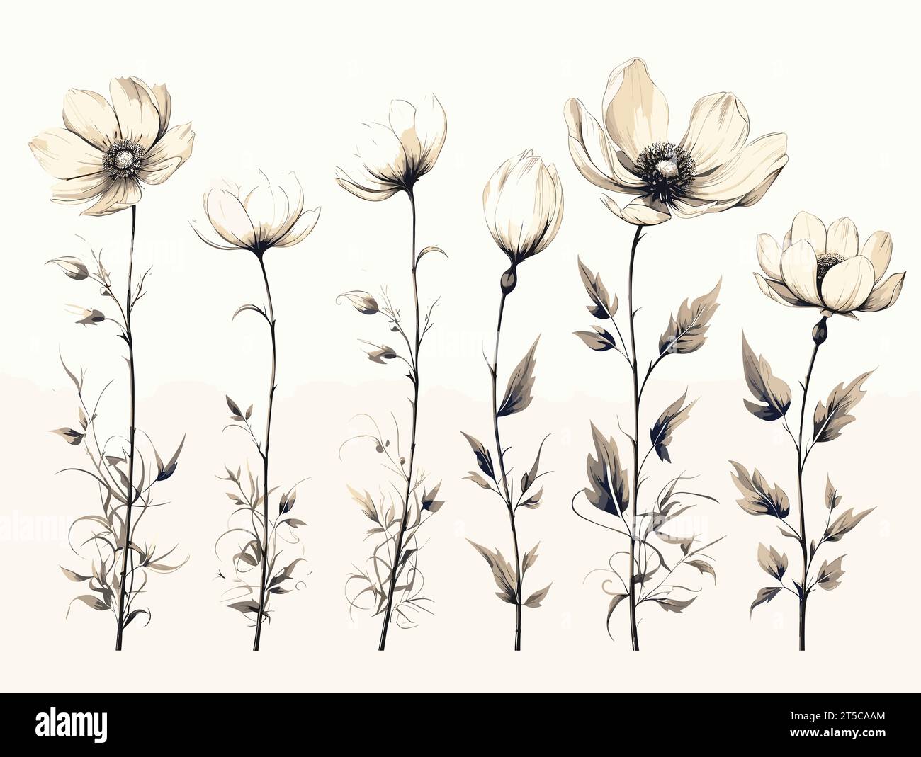 Drawing of Flower growing stages illustration separated, sweeping ...