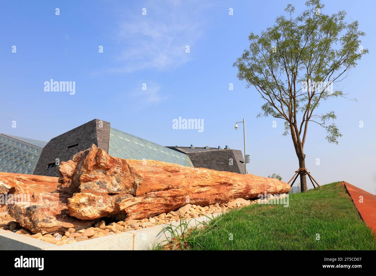 Giant tree fossils in the park Stock Photo - Alamy