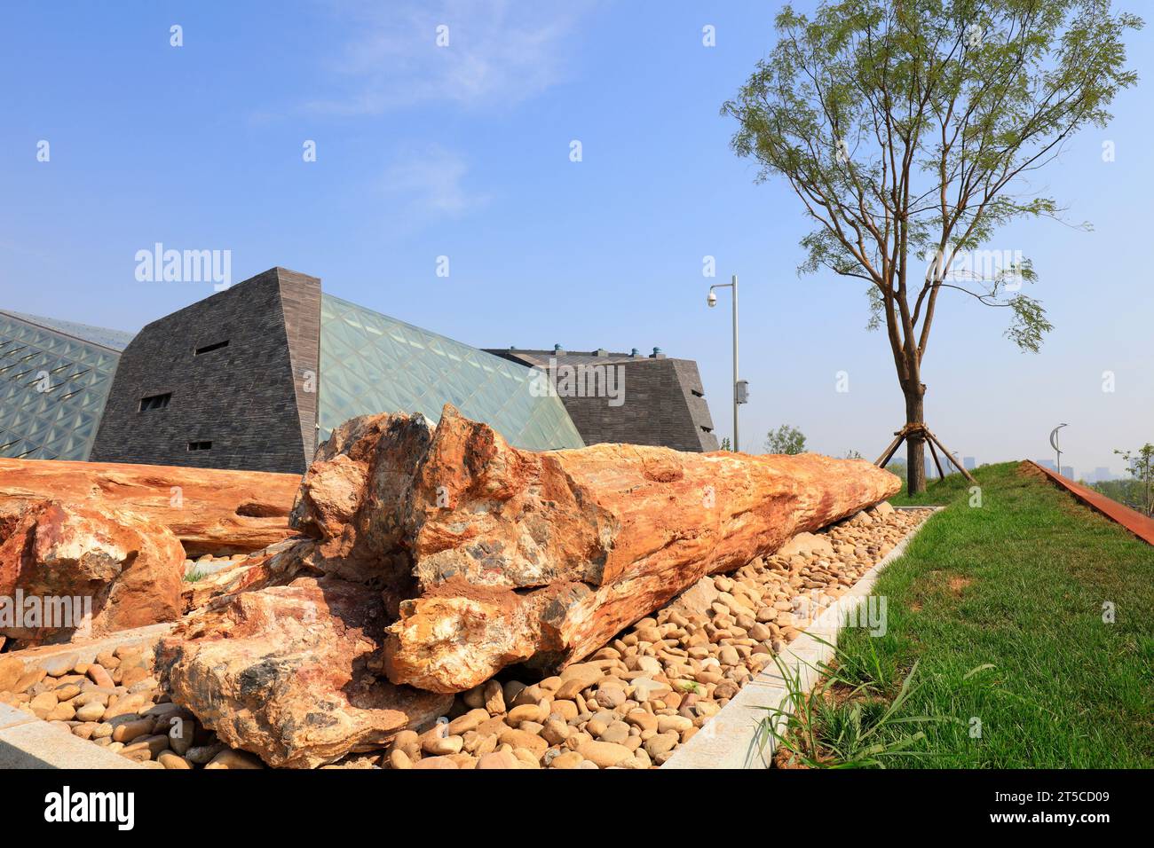 Giant tree fossils in the park Stock Photo - Alamy