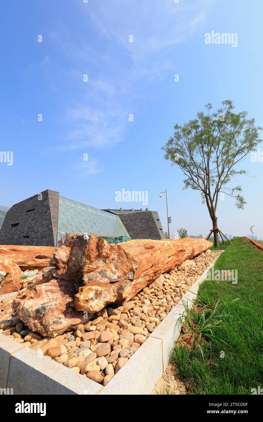 Tree fossils hi-res stock photography and images - Alamy