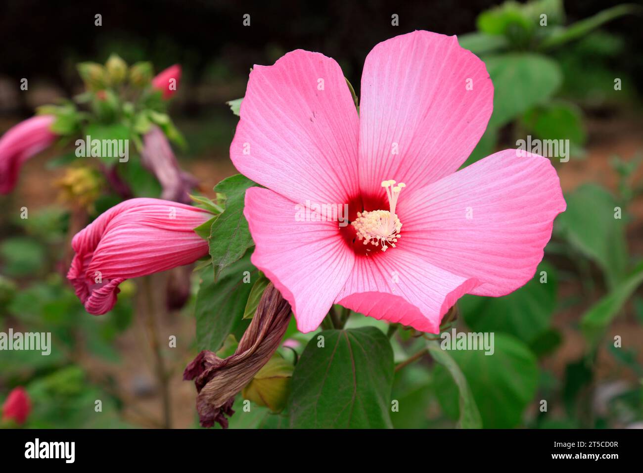 okra flower in a garden Stock Photo - Alamy