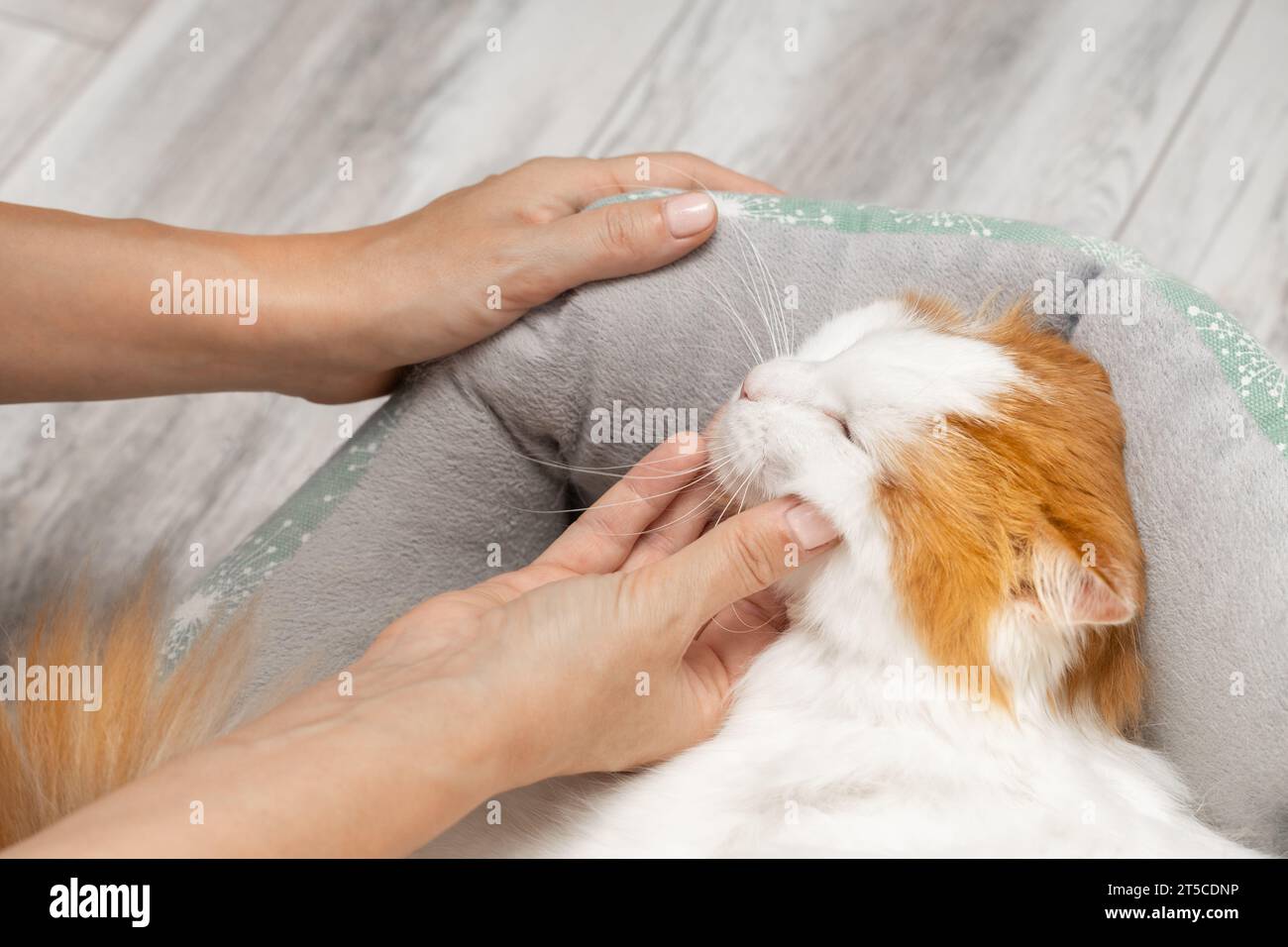 a woman's hand strokes a cat lying in a bed. hand scratches cat under ...