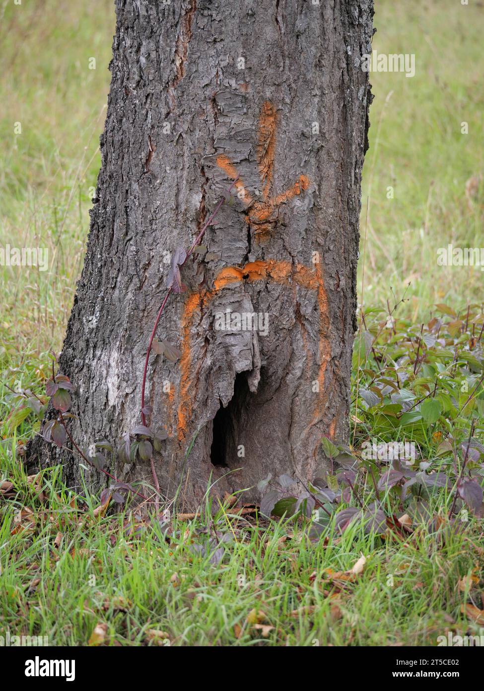 Animal marking spray hi-res stock photography and images - Alamy