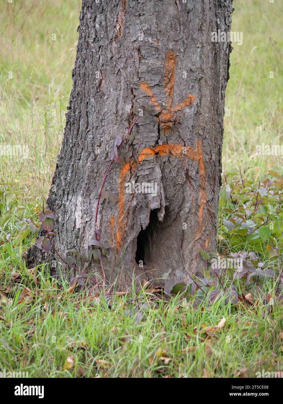 An orange spray-painted arrow marks a tree cavity for animals on a ...