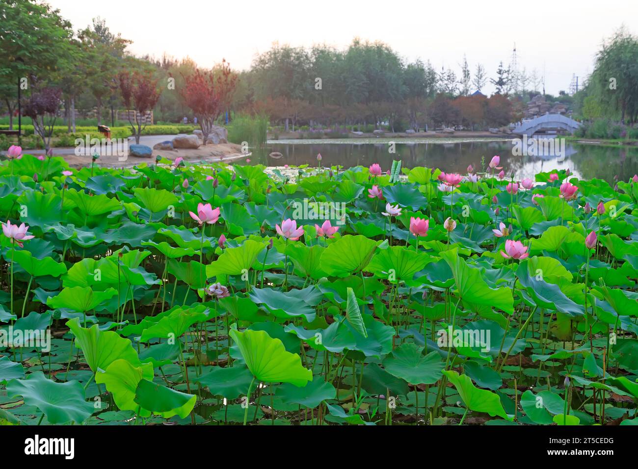 Lotus and bridges in the park Stock Photo - Alamy